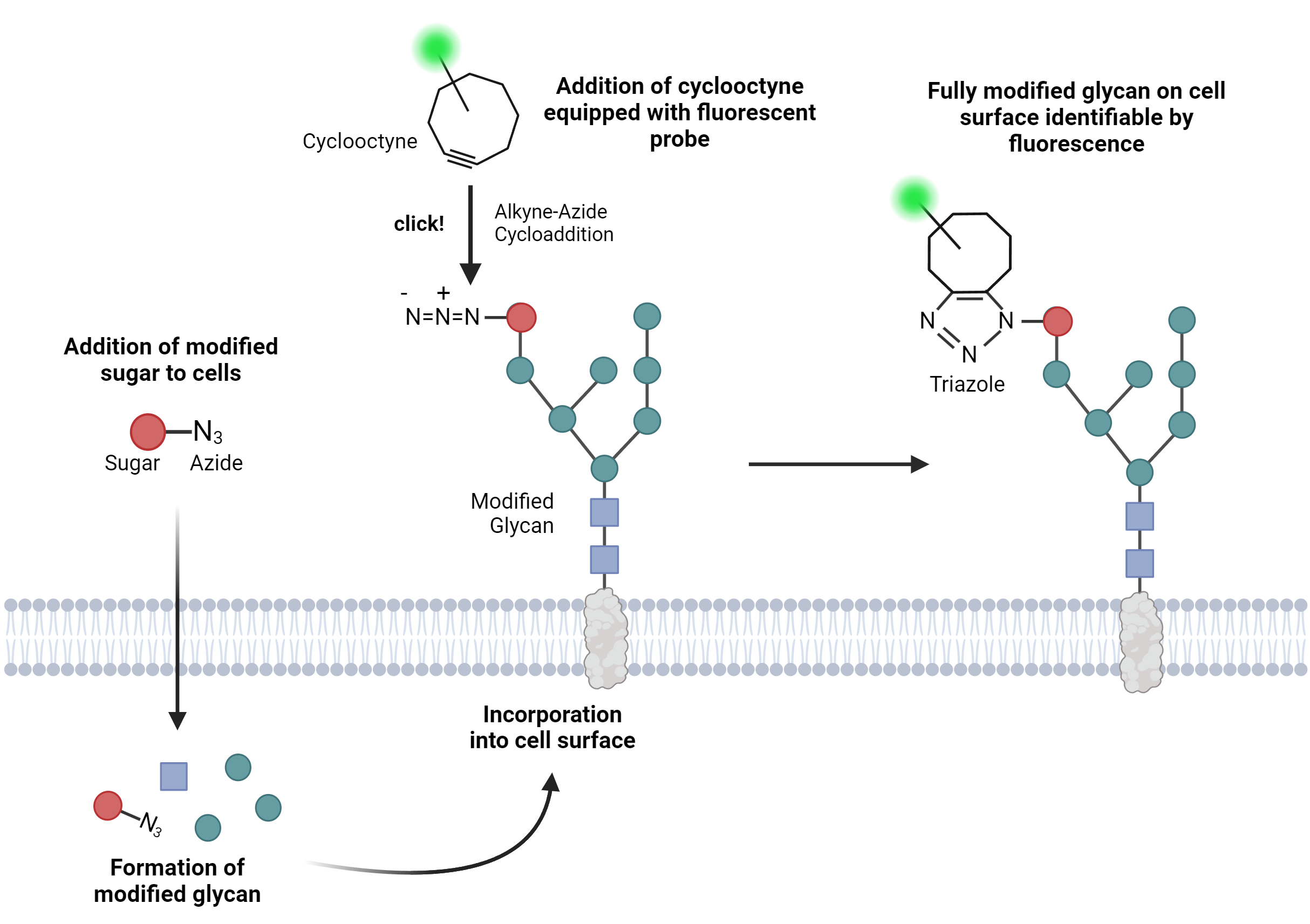 Click Chemistry | AAT Bioquest